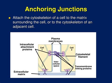 Communicating Junctions Structure At Skye Clarey Blog