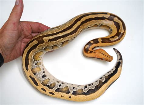 2021 Female Ultra Bright Borneo Short Tail Python Well Started New England Reptile Nerd