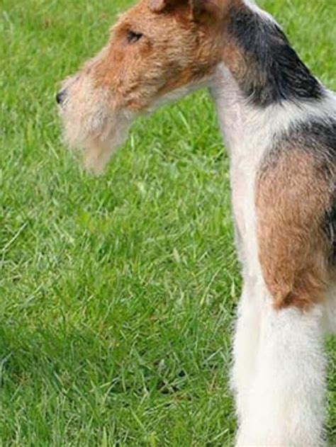 कभी शाही परिवार का पसंदीदा था ये कुत्ता लेकिन अब विलुप्त होने की कगार पर