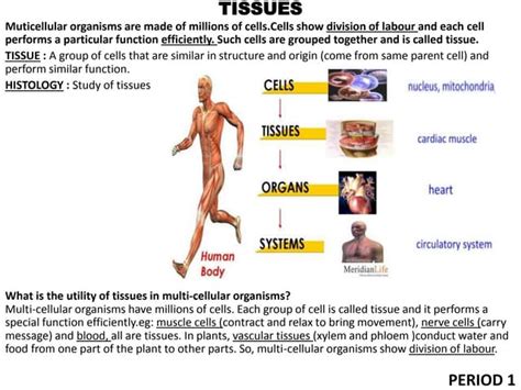 Plant Tissues 9 Cbse Pptx