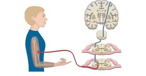 Pyramidal Tract Anatomy And Interactive Diagram Getbodysmart