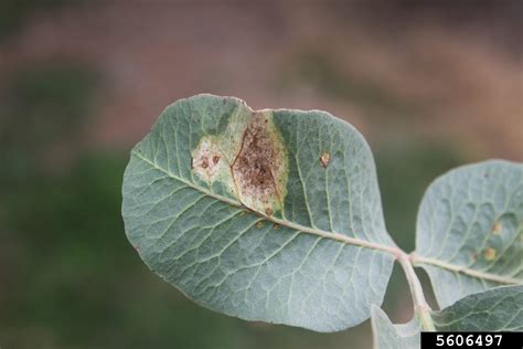 Botryosphaeria Canker White Rot Botryosphaeria Dothidea