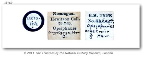 Catoblepia O Orgetorix Type Specimens