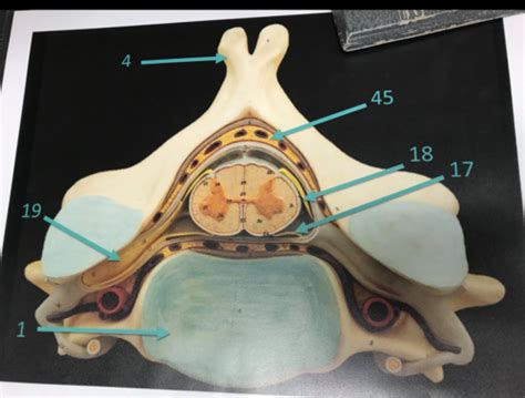 LAB Spinal Cord Model Flashcards Quizlet