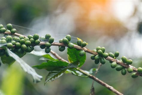 햇빛이있는 녹색 커피 콩 베리 식물 에코 유기농 농장 아침 시간에 신선한 생 종자 커피 나무 성장 녹색 씨앗 열매 아라비카 커피 가든을 닫습니다 신선한 커피 콩 녹색 잎