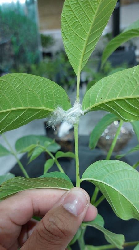 کنه عنکبوتی اگرینت کنترل، مبارزه، شناسایی و سموم کنه عنکبوتی