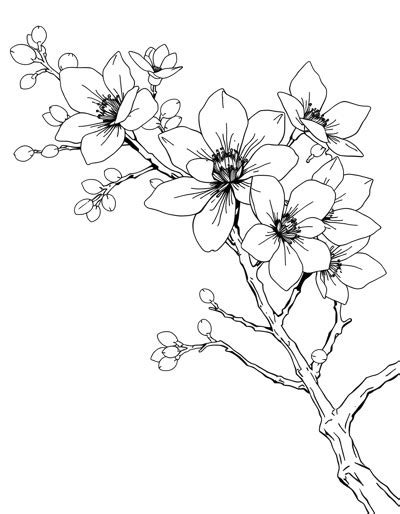Japanese Cherry Blossom Coloring Page