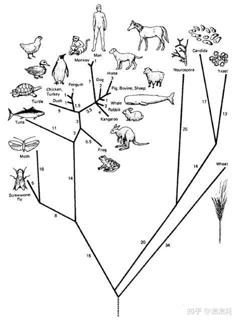 分子钟(molecular Clock) 知乎 分子钟(molecular Clock) 知乎