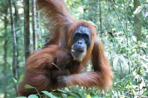 Rimba Dream Jungle Trekking Bukit Lawang Ce Quil Faut Savoir Pour