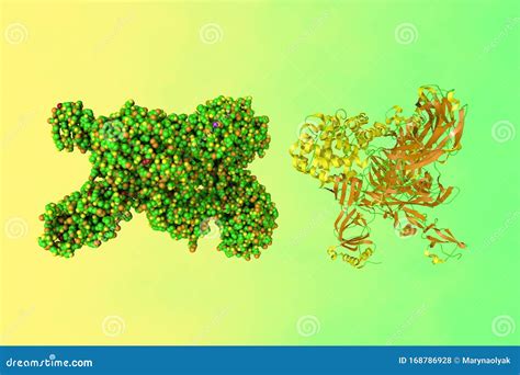 Space Filling Molecular Model And Crystal Structure Of The Human