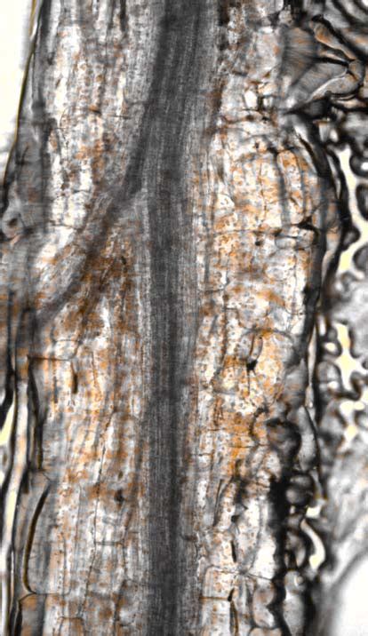 S Resorufin Fluorescence From Amplex Red Ultra Infiltrated Leaves