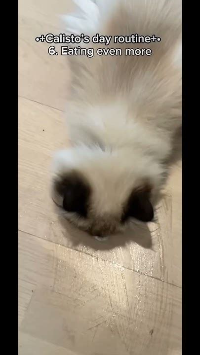 Calistos Day Routine• Cat Dayroutine Loop Youtube