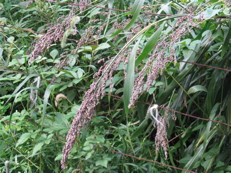 植物編のイネ科のヒメモロコシ
