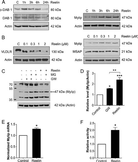 Reelin Activates Vldlr Signaling And Increases Mylip Idol Expression In