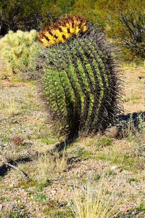 Arizona Barrel Cactus Sonora Desert Arizona Stock Image Image Of