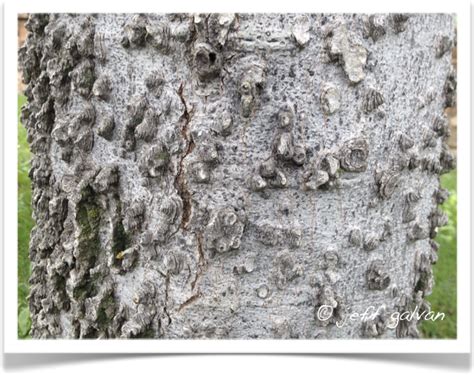 Hackberry Bark Closeup Boulder Tree Care Pruning And Tree Removal