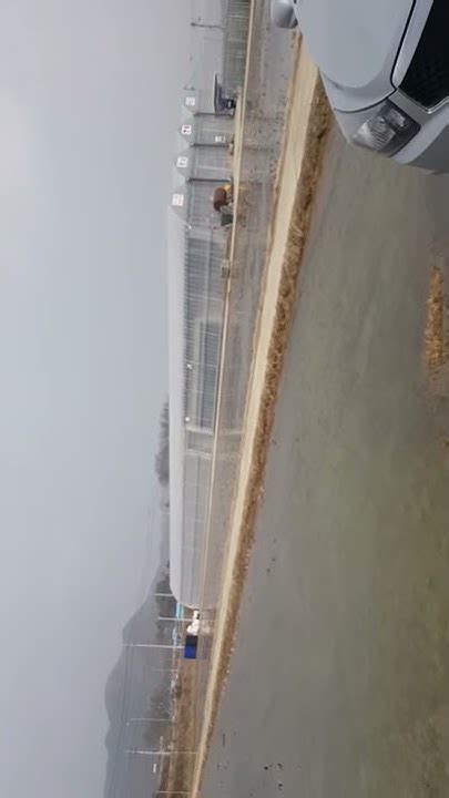 벼육묘장 2020년 벼육묘준비 시작이 되고있답니다 경화장으로 쓸 논 논노타리중 Youtube