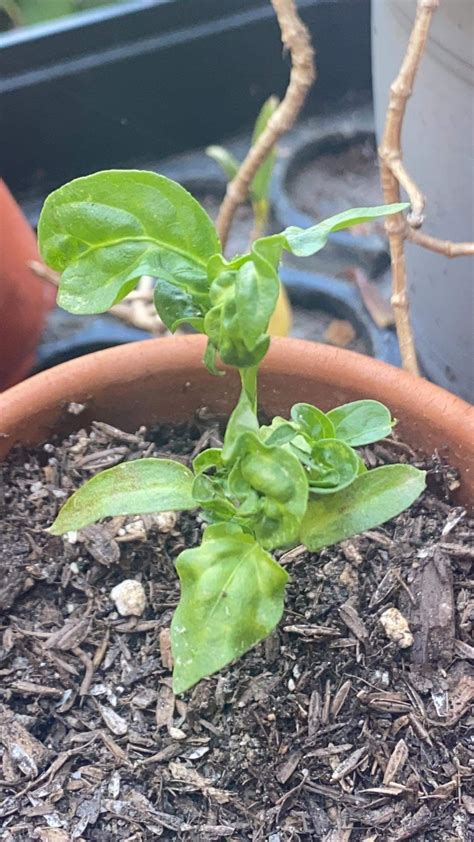 I Have A Huge Crabgrass Infestation In My Vegetable Garden Rgardening