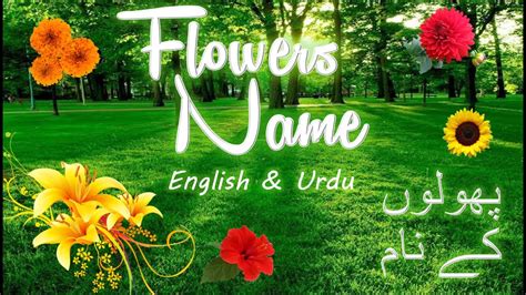Flowers Name In English And Urdu Best Flower Site