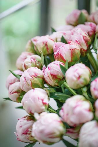 볼 꽃 봉 오리입니다 유리 꽃병에 아름 다운 꽃입니다 분홍색 모란의 아름 다운 꽃다발입니다 꽃의 구성 장면 일광입니다 벽지 0명에 대한 스톡 사진 및 기타 이미지 Istock