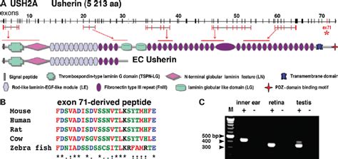 Ush2a Transcripts And Predicted Isoforms A Schematic Download Scientific Diagram