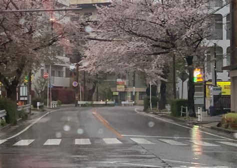 桜ハイボール 野犬日誌