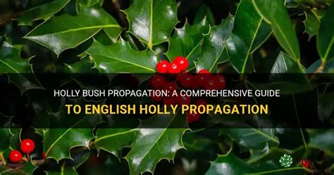 Holly Bush Propagation A Comprehensive Guide To English Holly Propagation Shuncy