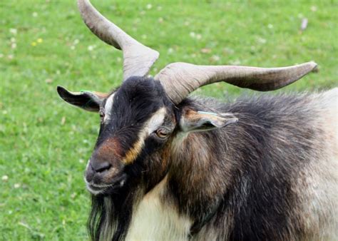 Rare Goat Breeds Archives The Happy Chicken Coop