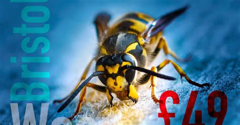Free Pest Control Advice