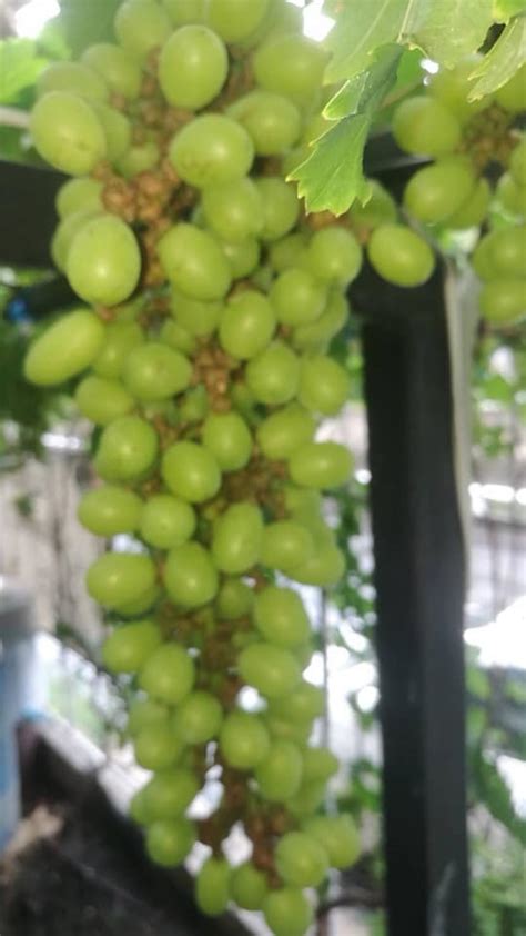 องุ่น ในร้านกาแฟเมืองหาดใหญ่ โรงคั่วกาแฟโอ่งดินเผาซาไกคอฟฟี่