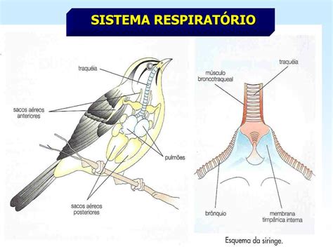Ppt Aves Powerpoint Presentation Free Download Id508039