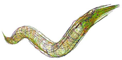 The Connectome Debate Is Mapping The Mind Of A Worm Worth It Scientific American