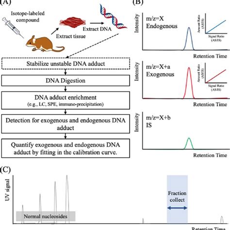 Experimental Workflow For The Quantitation Of Dna Adducts From Both