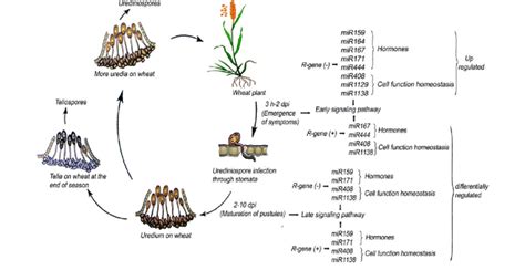 Differential Expression Of MiRNAs At Early And Late Infection Stages In
