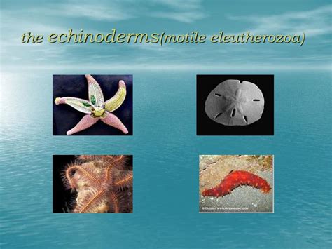 Echinoderms 8 Beautiful Types Of Echinoderms You Probably