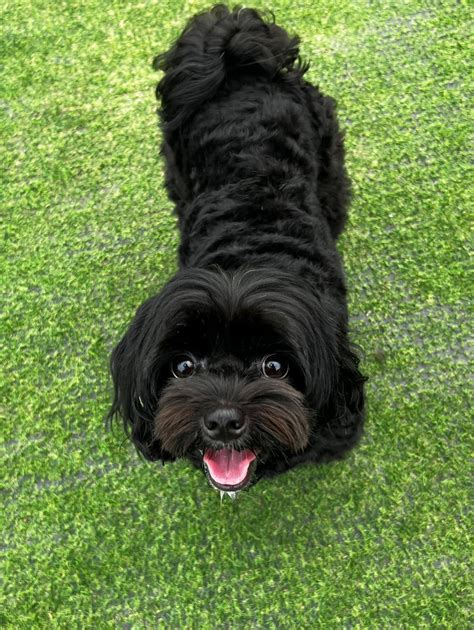 검은색 말티푸 강아지