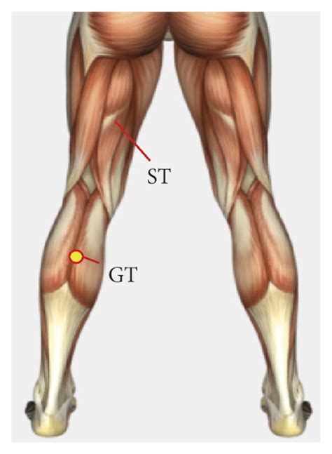 Muscle Channels And Sensor Placement Download Scientific Diagram