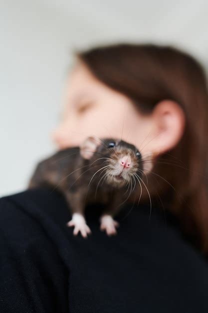 A Funny Domestic Brown Rat Sits On The Shoulder Of Its Female Owner