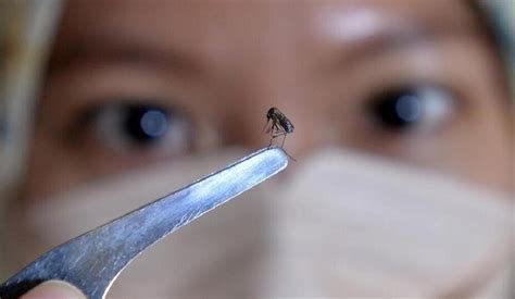 نقشه احتمالی توزیع پشه آئدس و تب دنگی خطرناک ترین شهرها کدامند؟ عکس