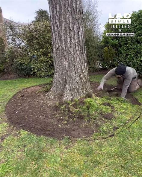 Creating A Tree Ring Garden Tree Adding A Ring Around The Base Of A Tree Just Makes A
