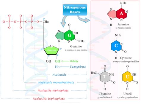 Nucleotide Dna And Rna Structure Synthesis