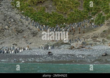 A Small King Penguin Aptenodytes Patagonicus Colony In Elsehul Bay