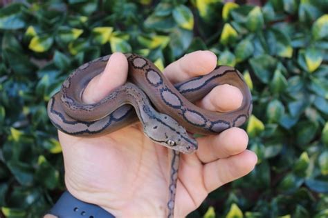 25 Kalatoa Motley Het Anery Reticulated Python By The Breeding