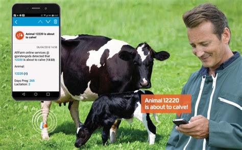 Real Time Automatic System Afimilk