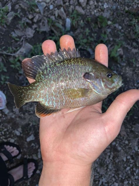 Is This A Hybrid Bluegill Fishing