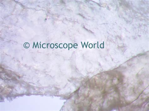 Human Skin Layers Microscope