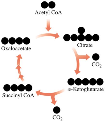 Chem 1120 Chapter 23 Part 1 The Citric Acid Cycle Flashcards Quizlet
