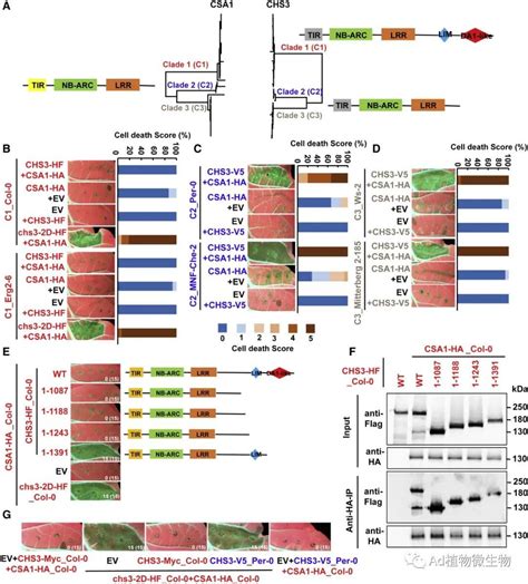 Cell Host And Microbe Jeff Dangl团队揭示植物免疫受体调节细胞死亡的机制！ 知乎