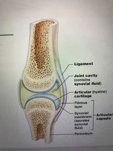 Articulation Flashcards Quizlet