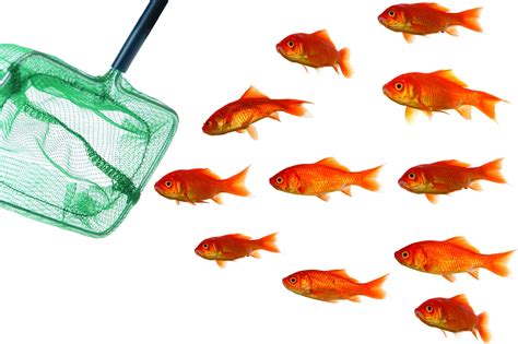 Wallpaper Ikan Putih Gudang Gambar